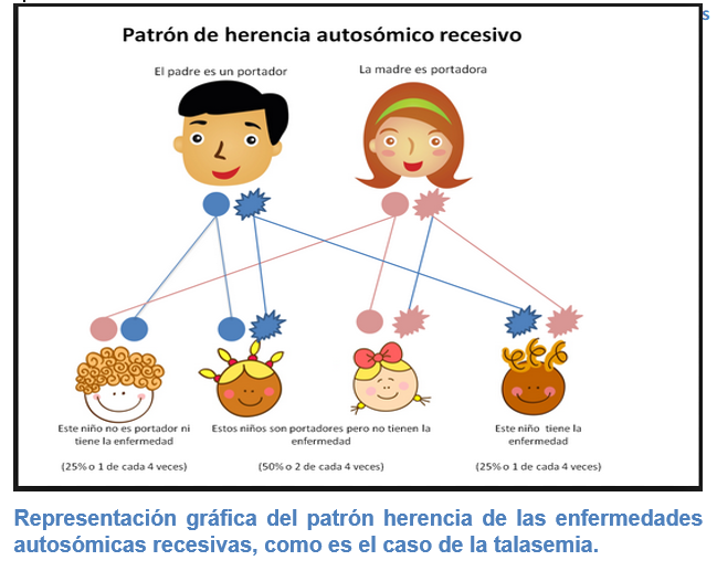 Qué es la Talasemia | Familia y Salud