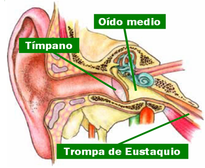 Rotura timpánica | Familia y Salud