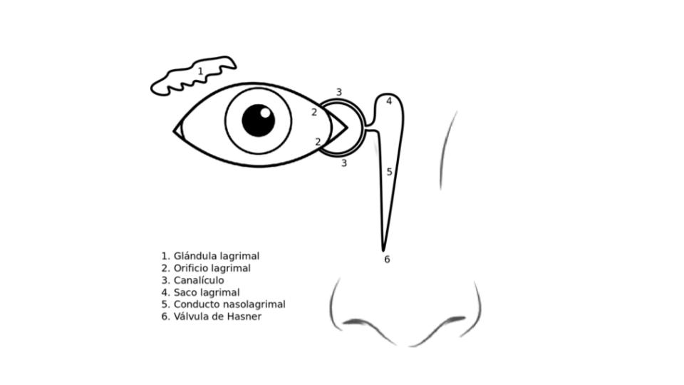 Obstrucción del conducto lagrimal en lactantes | Familia y Salud