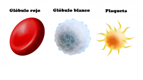 Los componentes de la sangre | Familia y Salud